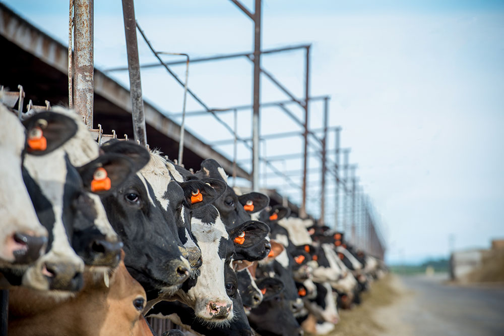 CowManager lanceert nieuwe Module Transitie & Voeding - CowManager NL