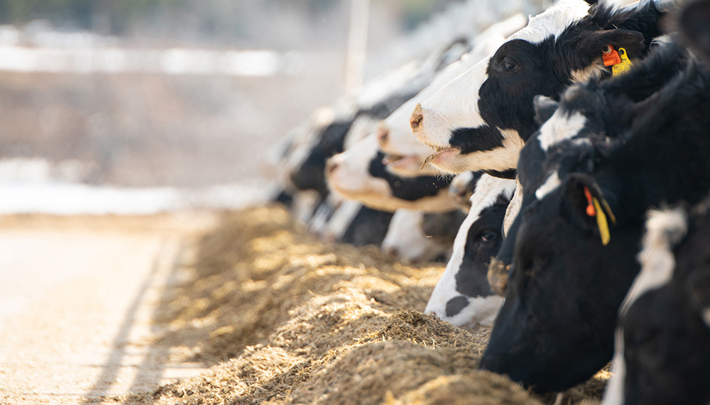 Voer voor succes: monitor je veestapel in transitie - CowManager NL